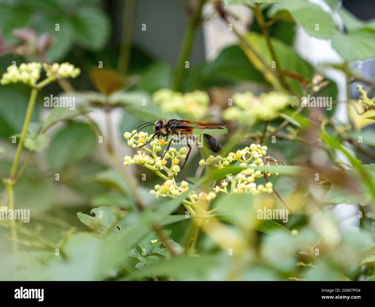 Scenic view of a Japanese dauber wasp on bushkiller vine flowers Stock ...
