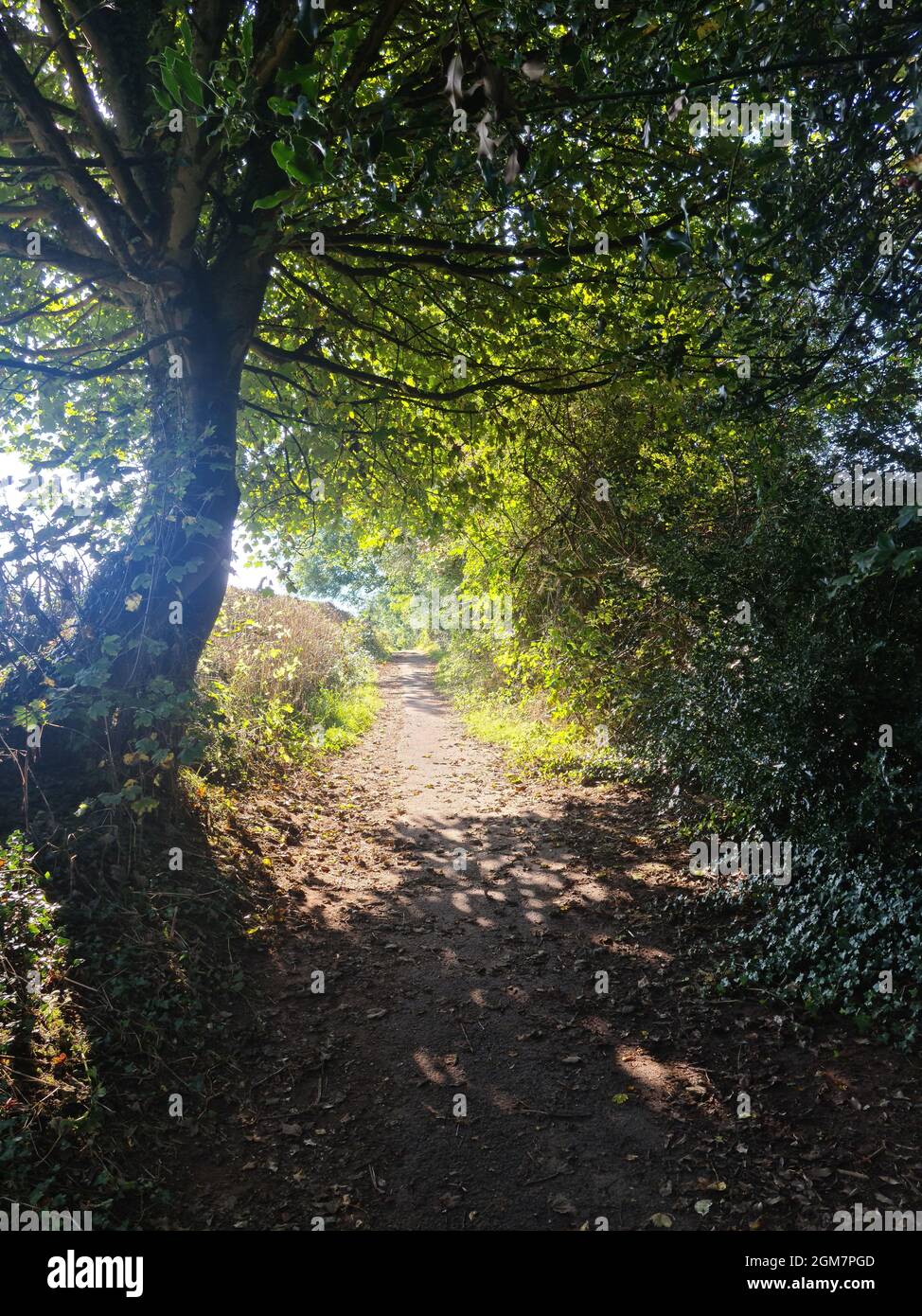 Tree overhanging a country path hi-res stock photography and images - Alamy