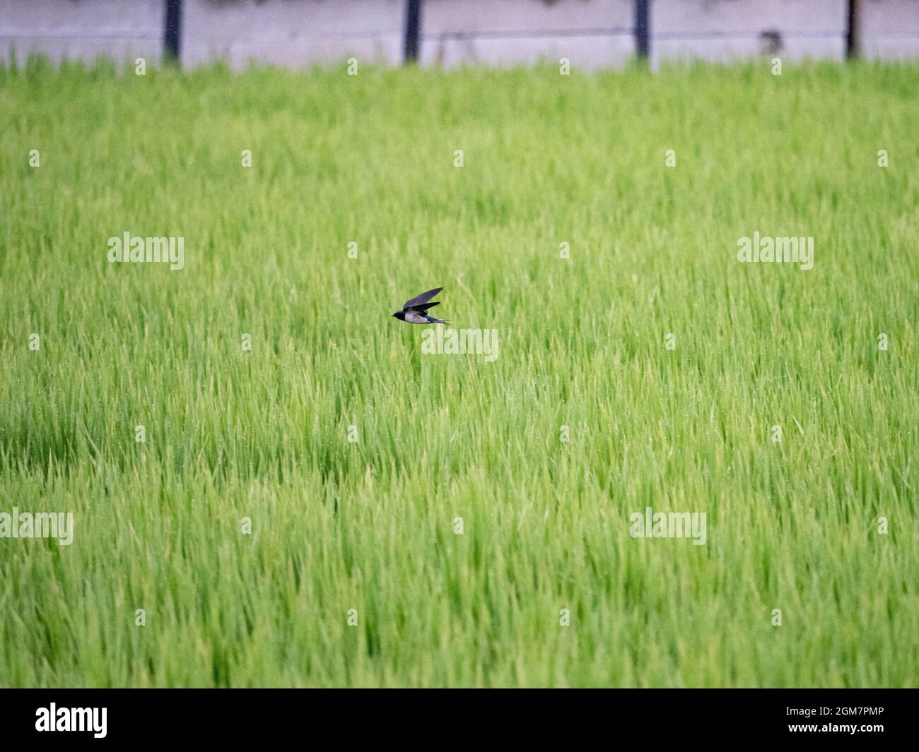Scenic view of a barn swallow dive over ripe Japanese rice fields on a ...