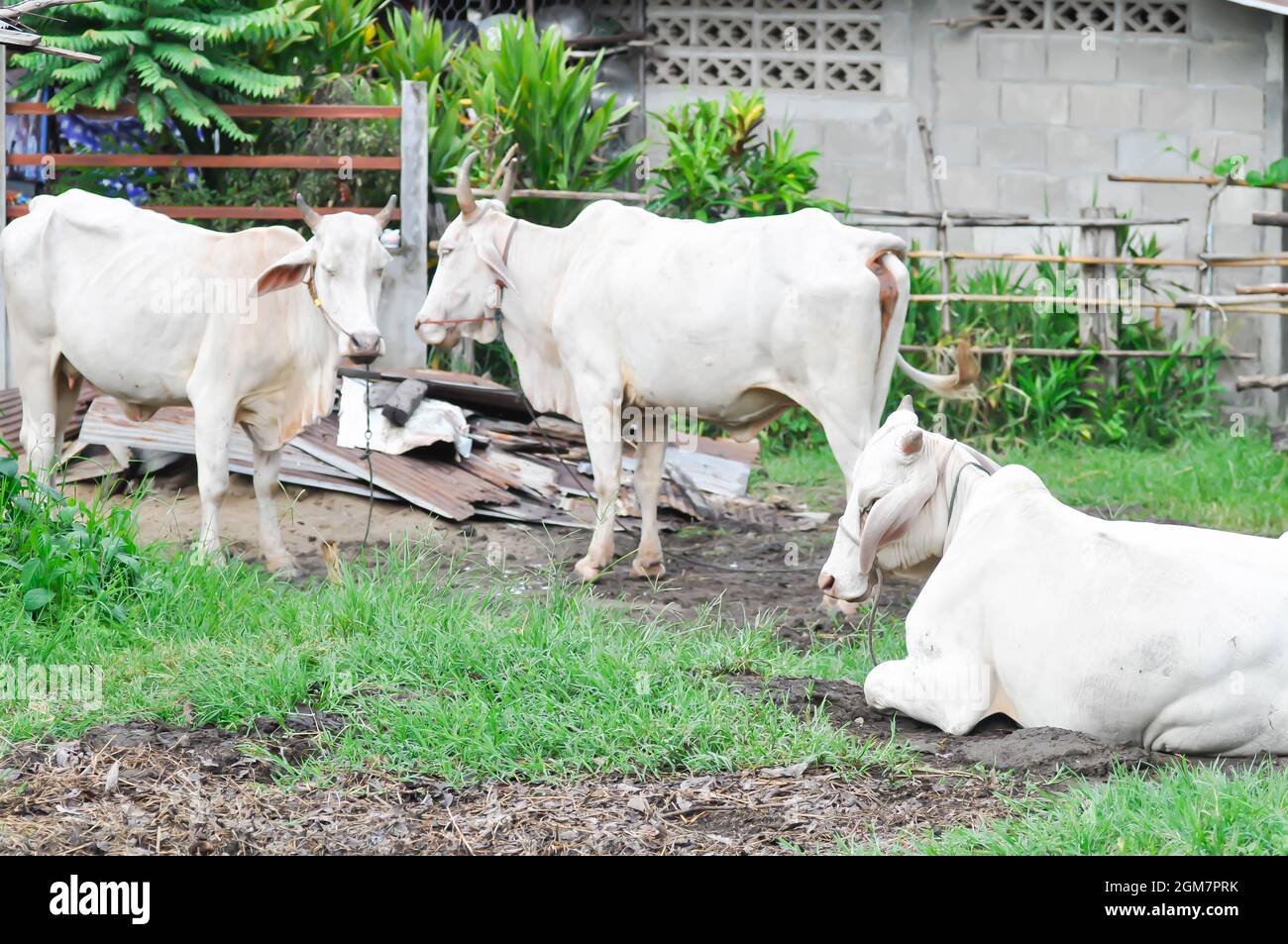 cow , young cows in the field Stock Photo - Alamy