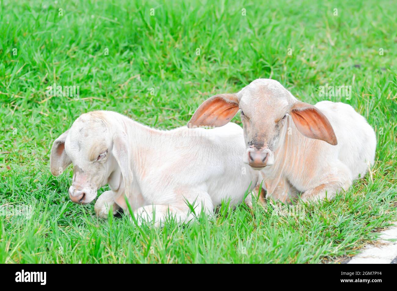 cow, young cow or young cows in the field Stock Photo - Alamy