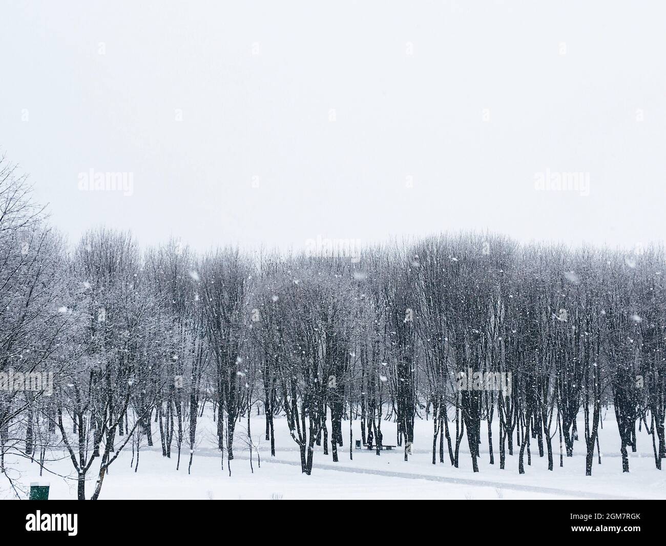 Beautiful winter day in the forest Stock Photo - Alamy