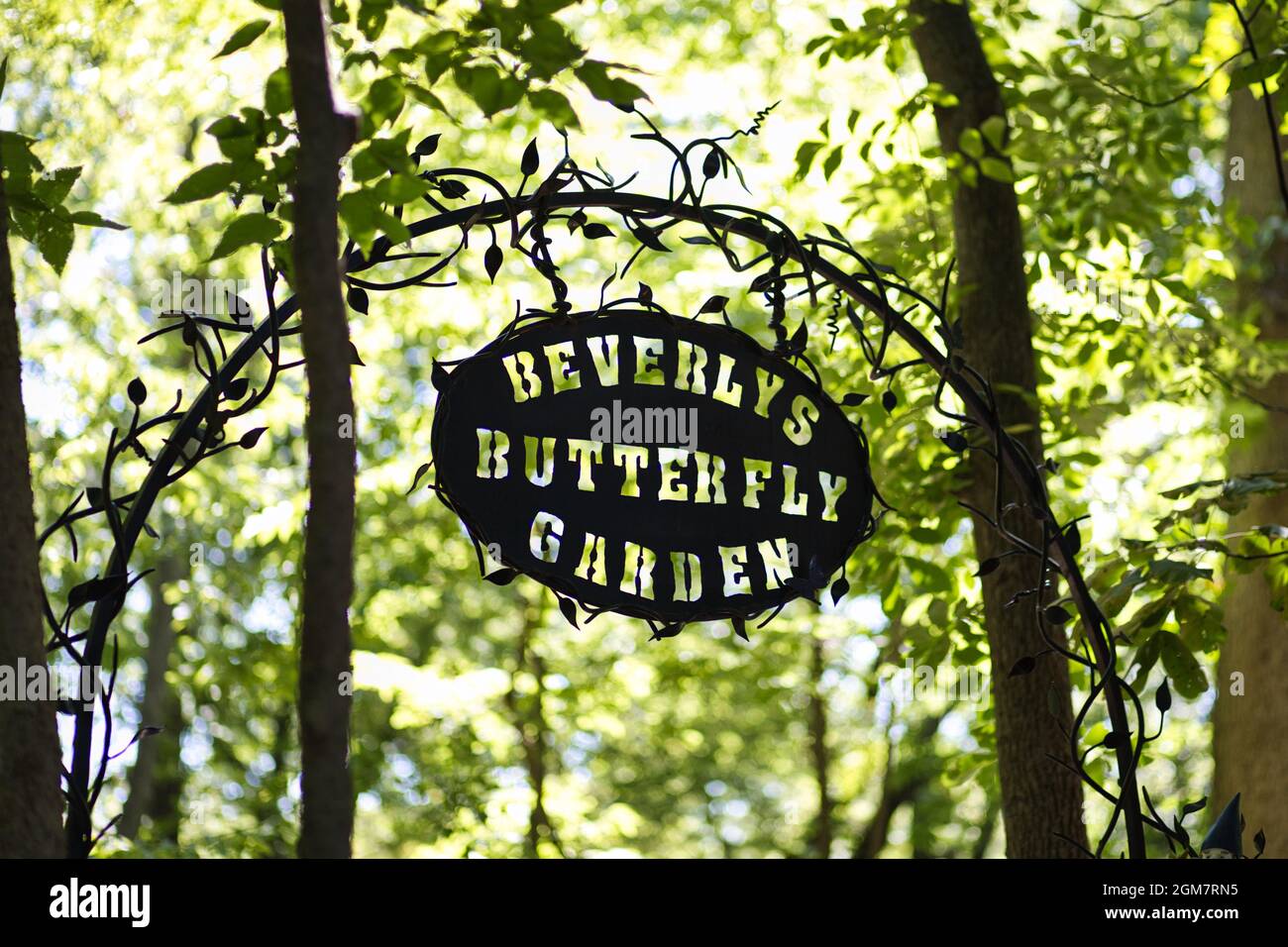 Deanna rose hi-res stock photography and images - Alamy