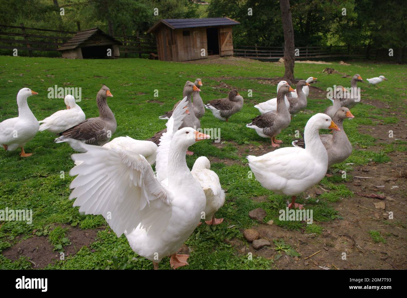 Domestic geese on the farm. Flock of fattening geese on the rural farm ...