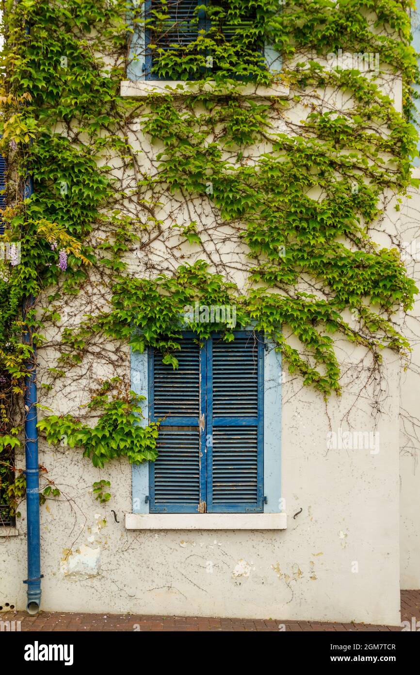 blue colored wooden shuttered windows on the wall of a building covered ...