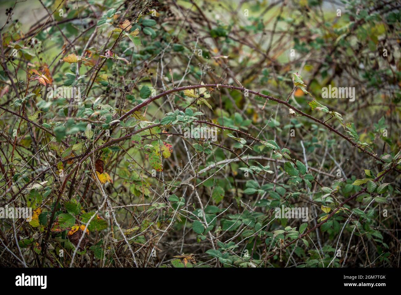 Herbs and brambles hi-res stock photography and images - Alamy