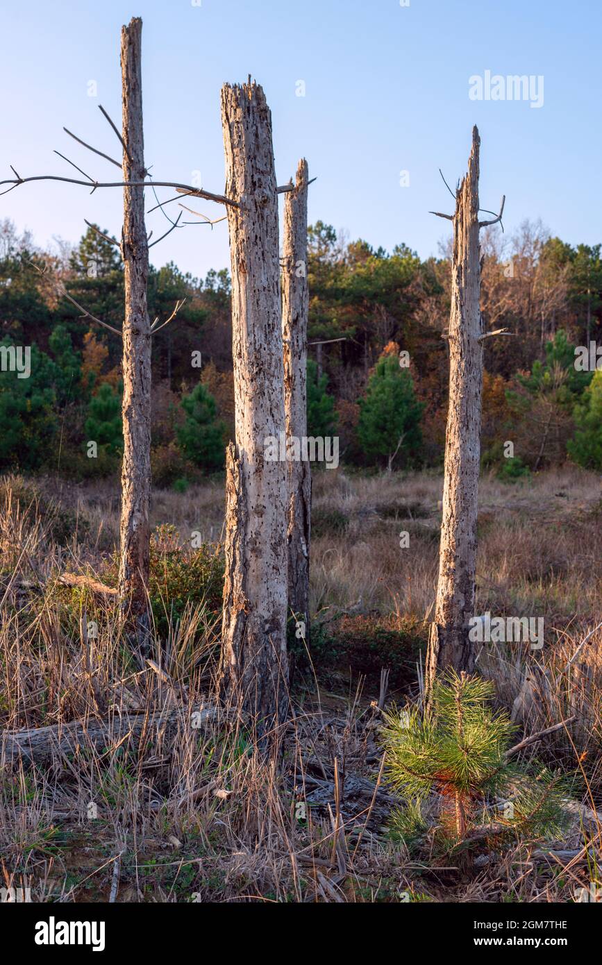 Dead tree trunks in a recovering forest years after a fire Stock Photo ...