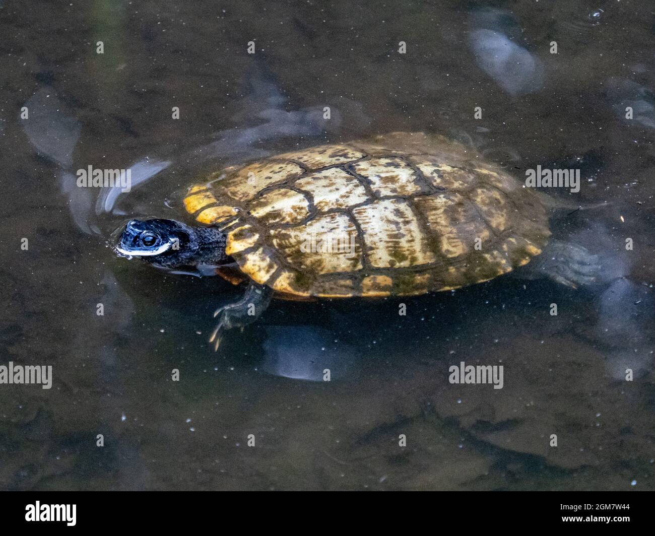 Japanese tortoise hi-res stock photography and images - Alamy