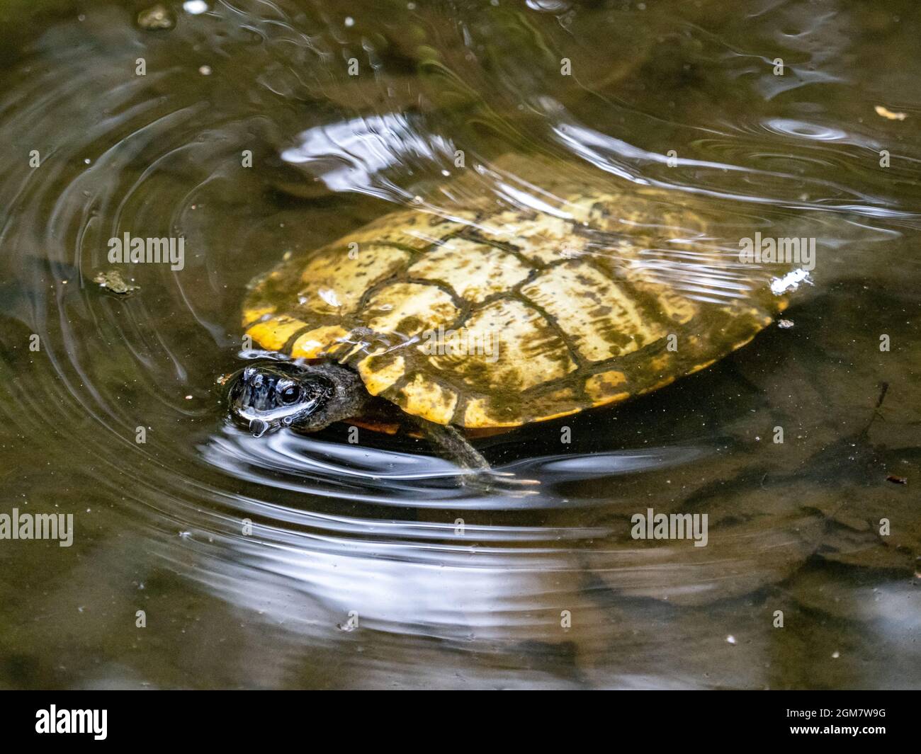 Japanese tortoise hi-res stock photography and images - Alamy
