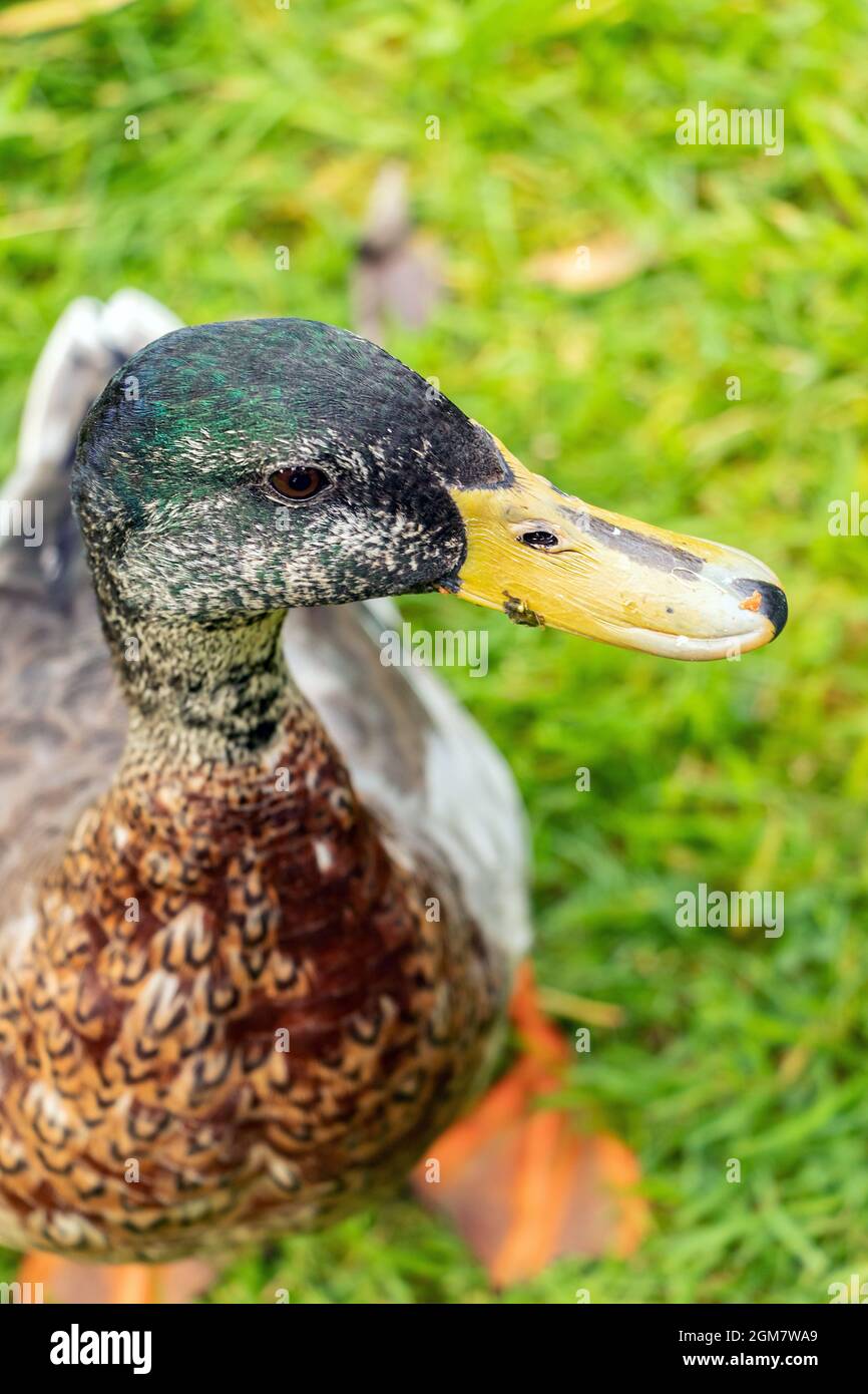 Old moreton hall hi-res stock photography and images - Alamy