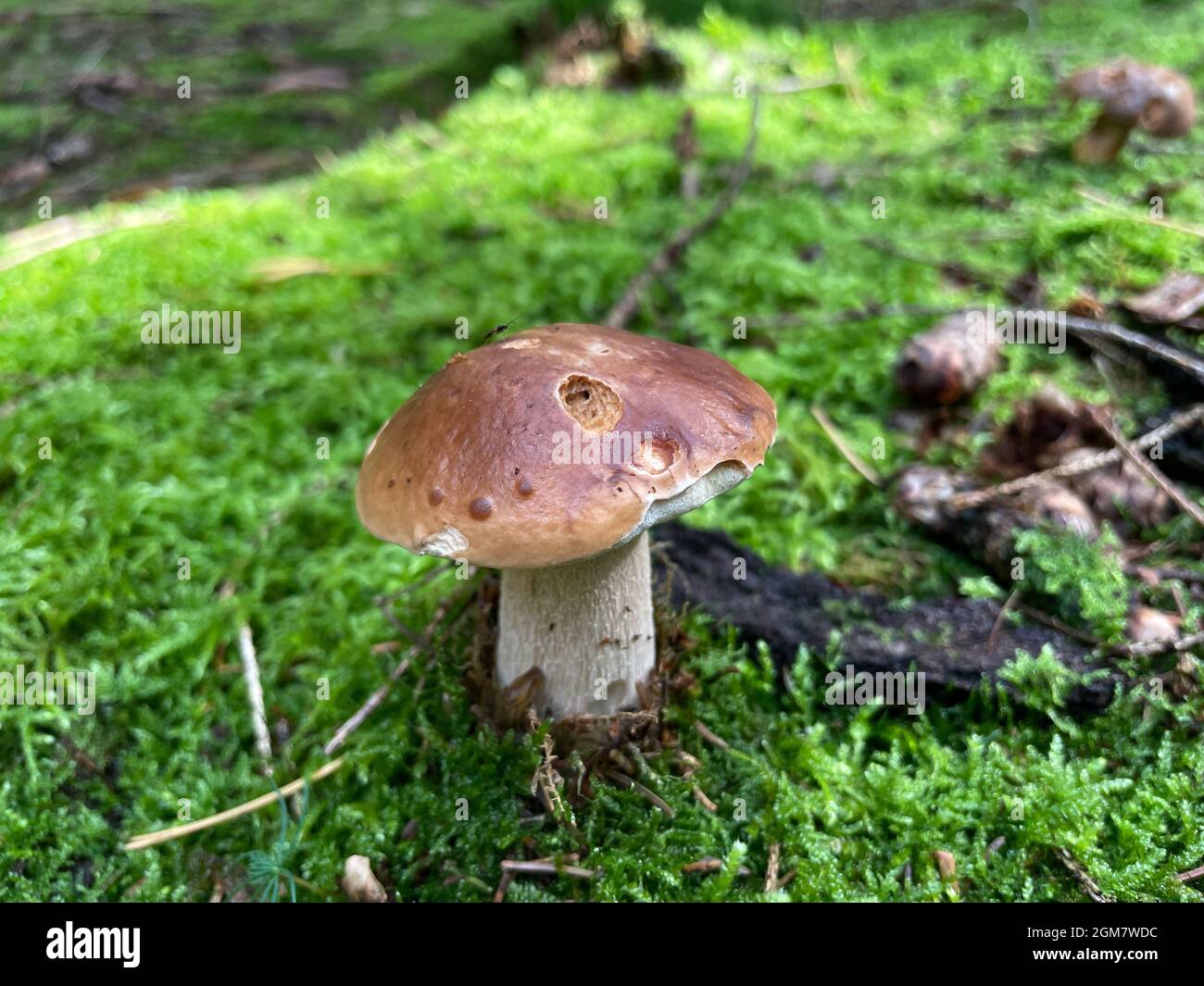 Porcini comestible hi-res stock photography and images - Alamy