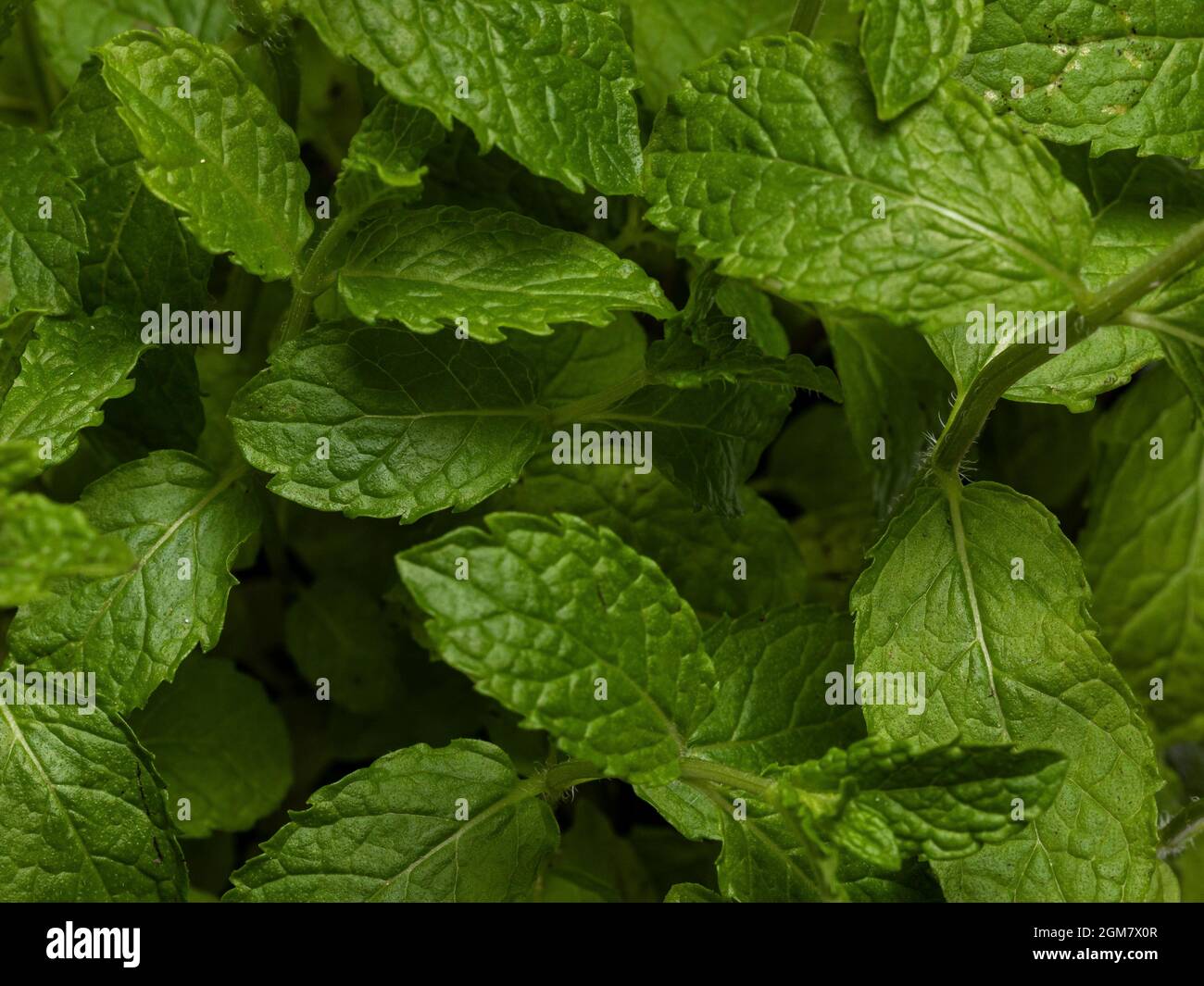 Close up full frame macro top view studio shot of fresh green mint aka ...