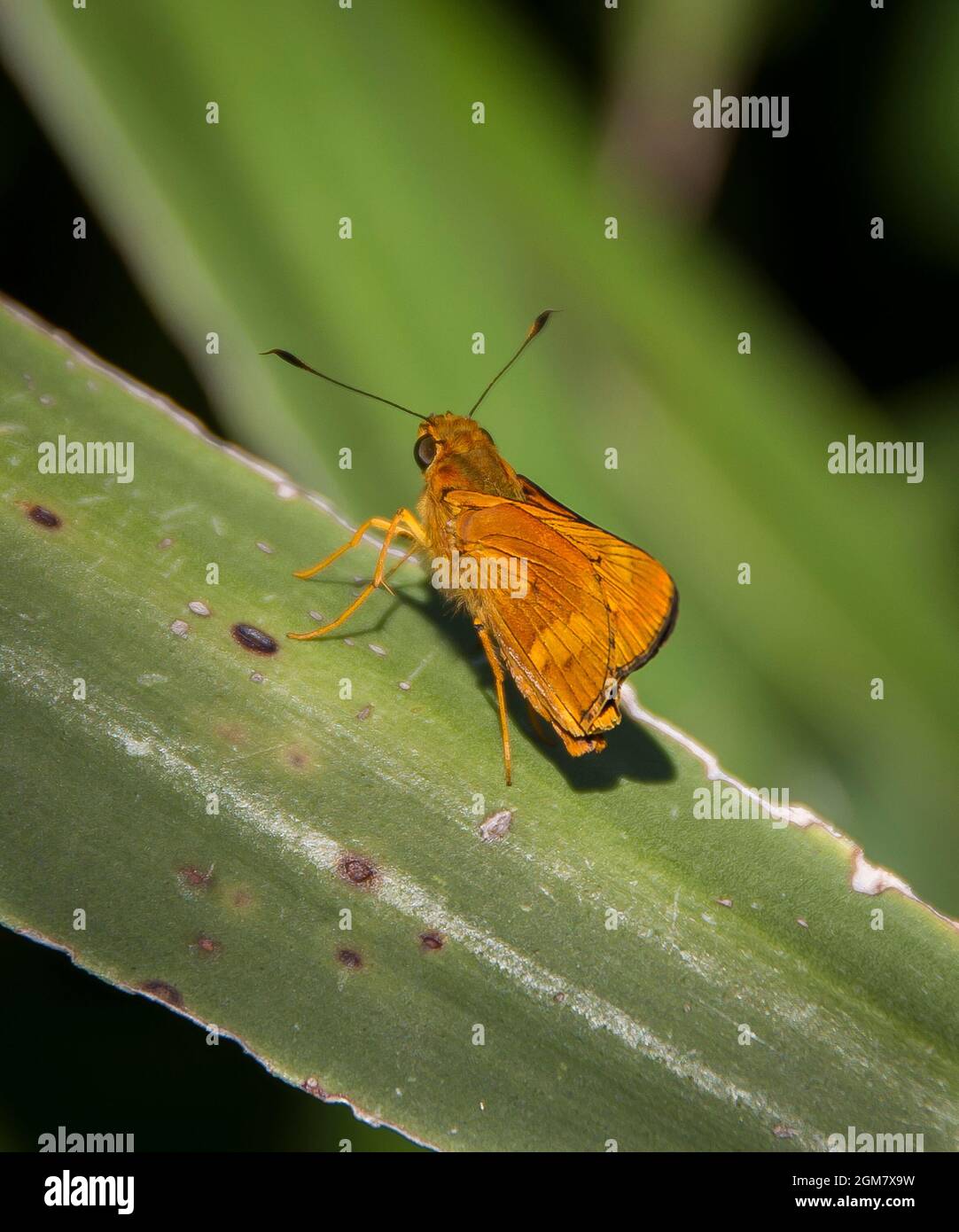 Orange palm dart butterfly hi-res stock photography and images - Alamy