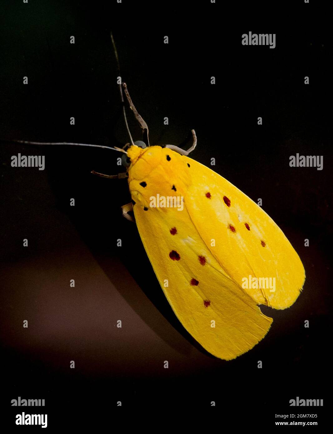 Agape chloropyga hi-res stock photography and images - Alamy