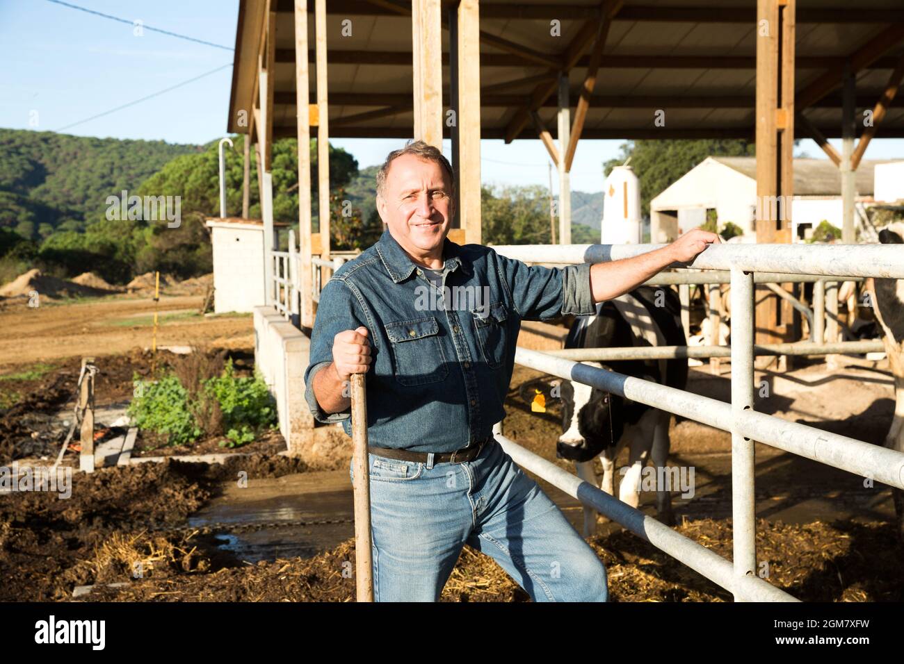 Successful male farmer in cowshed Stock Photo - Alamy