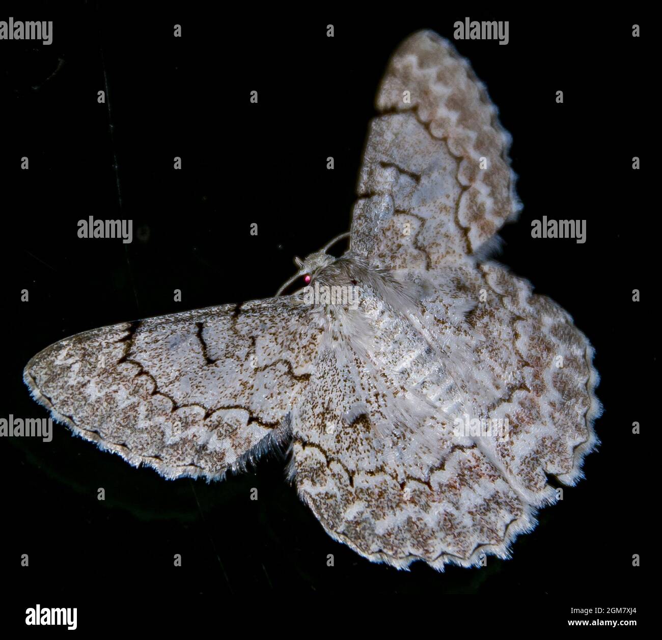 Australian White Looper moth, Pingasa chlora. Large moth with intricate ...