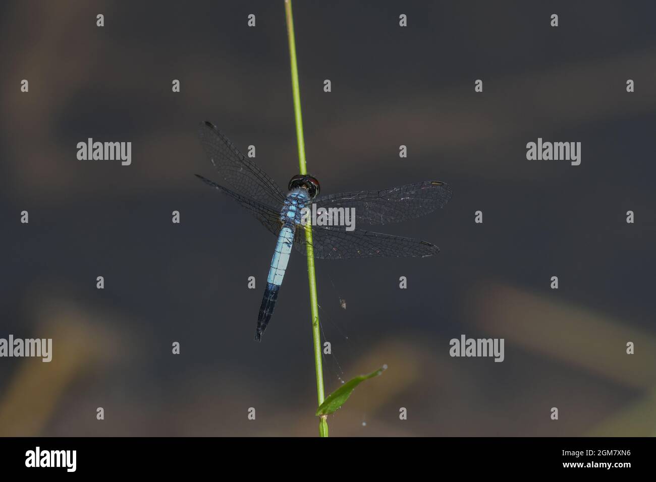 Emerald flanked marsh hawk hi-res stock photography and images - Alamy