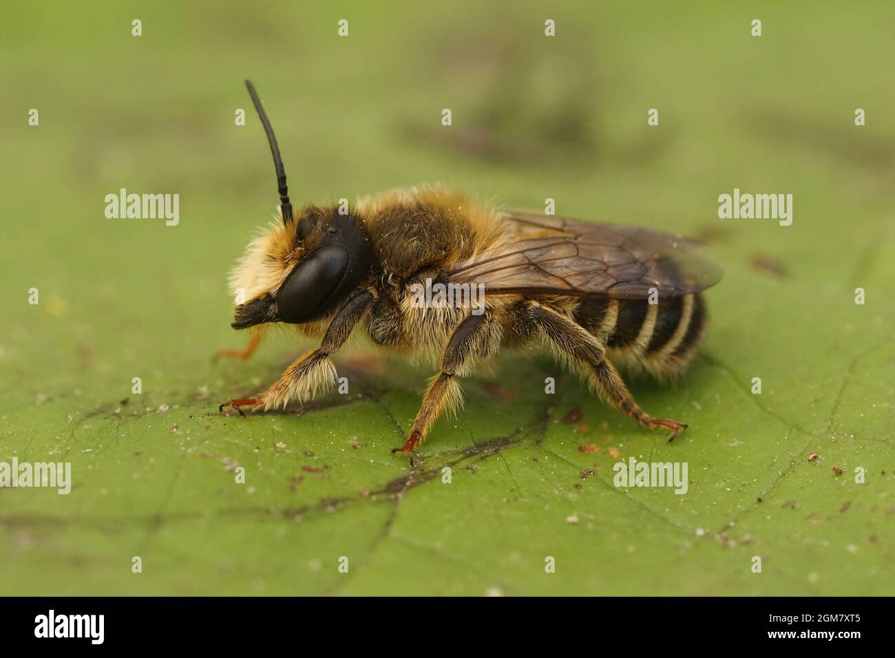 Closeup on a female of the banded mud bee , Megachile ericetorum Stock ...