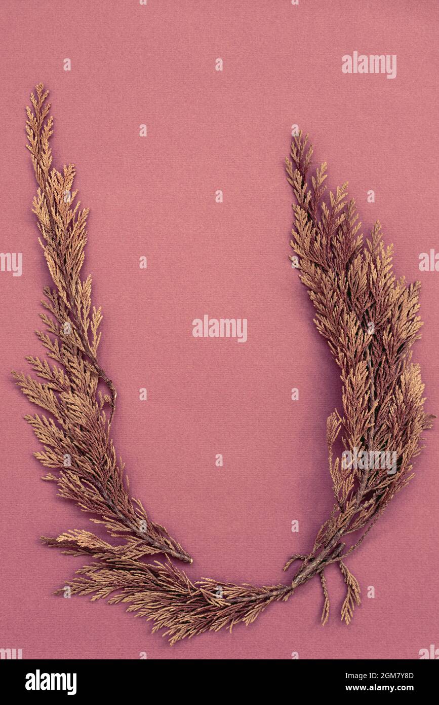 Dry cedar tree branches on coral template for design Stock Photo - Alamy