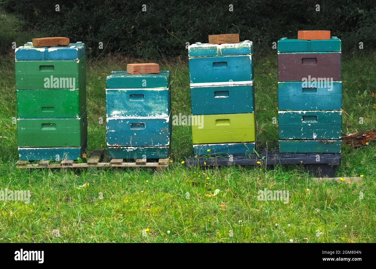 Colorful beehives with flying bees on green grass Stock Photo - Alamy