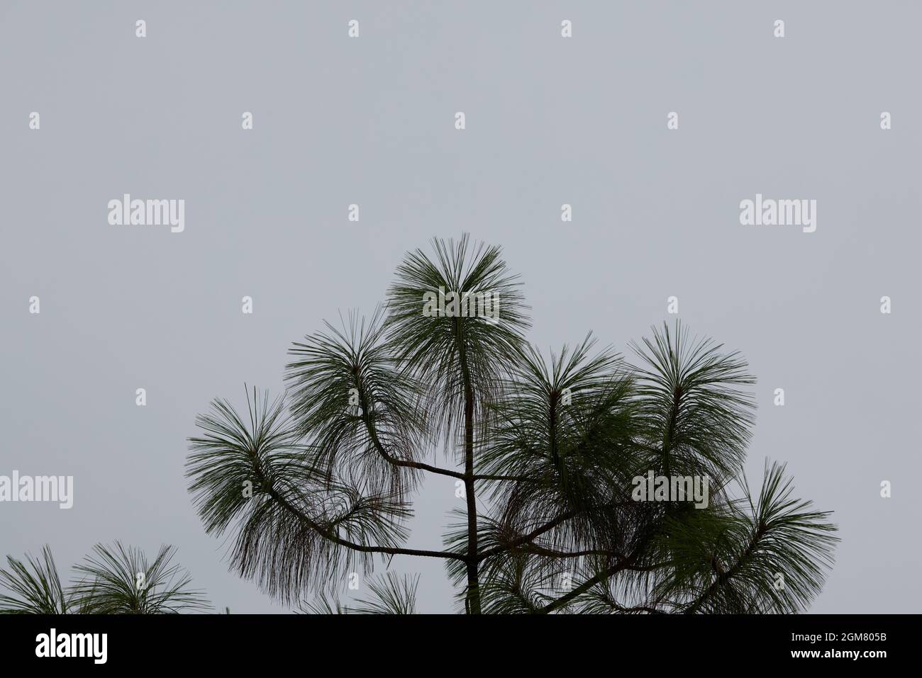 Long arching pine leaves fanning out against a grey sky Stock Photo - Alamy