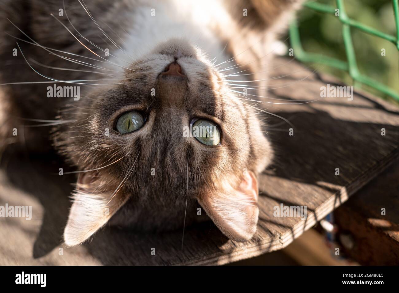 Happy, contented cat with green eyes relaxes lying with its paws up, on ...