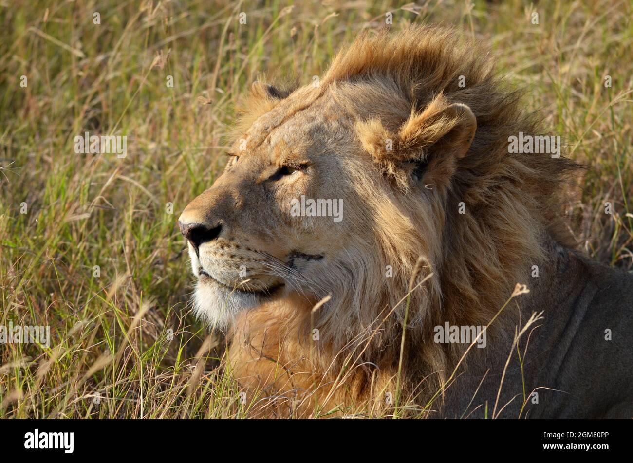 Wind Lion Art High Resolution Stock Photography and Images - Alamy