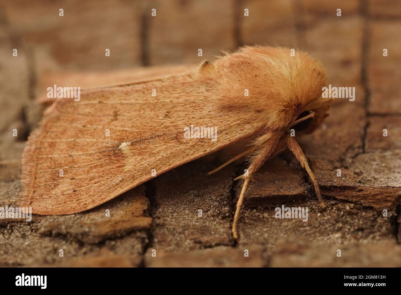 The clay moth hi-res stock photography and images - Alamy