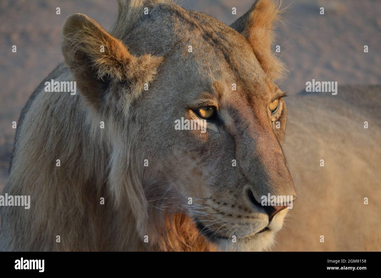 Lion in the morning sun Stock Photo - Alamy