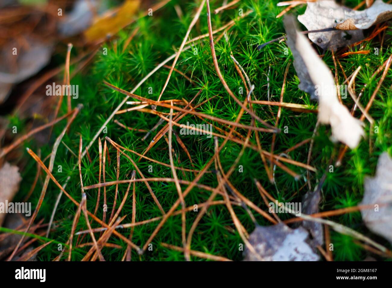 Defocus green moss among dry old leaves in the forest in the fall ...