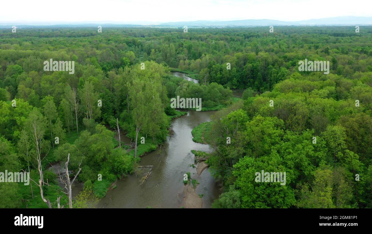 Inland river delta river meanders dron aerial video shot in floodplain ...