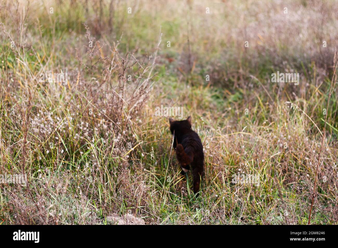 Cat Walking Back View