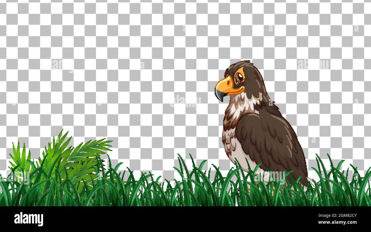 Hawk standing on the grass field on transparent background illustration ...