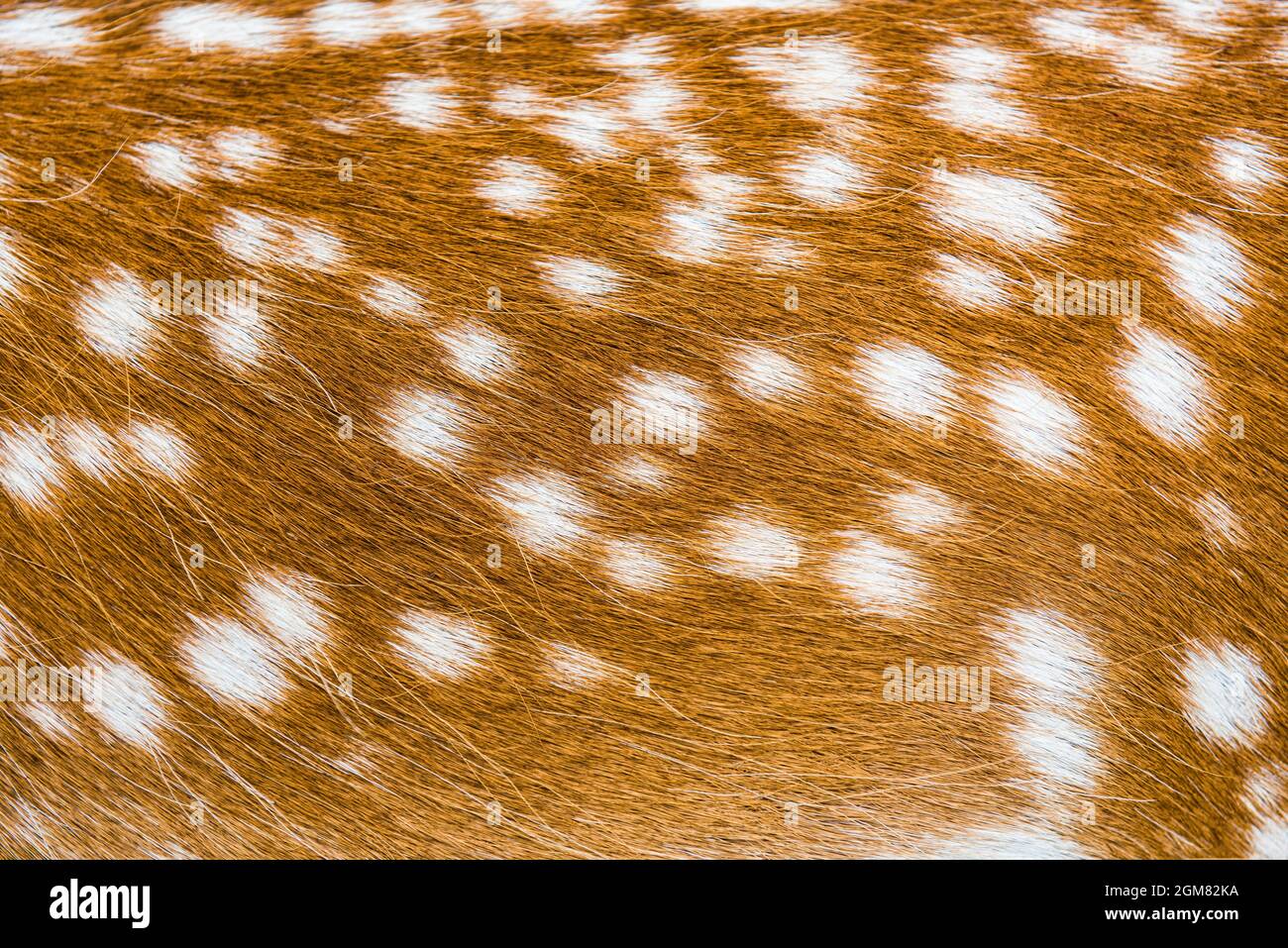 Deer Fur Pattern
