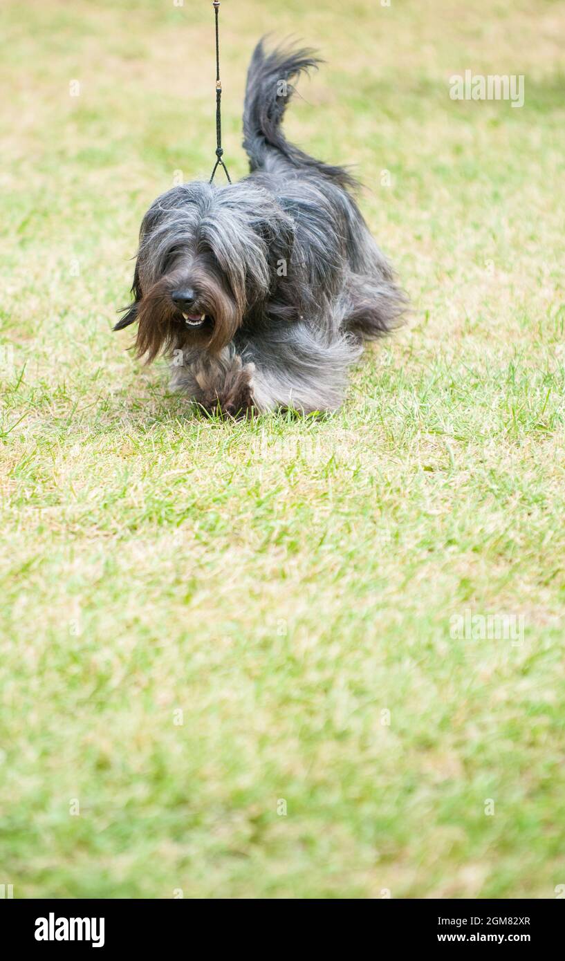 Dog show handling hi-res stock photography and images - Alamy