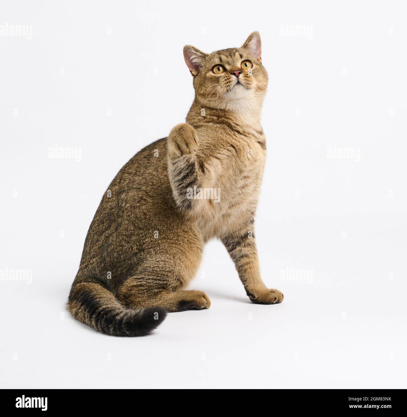 adult gray Scottish straight cat sits on a white background, the front ...