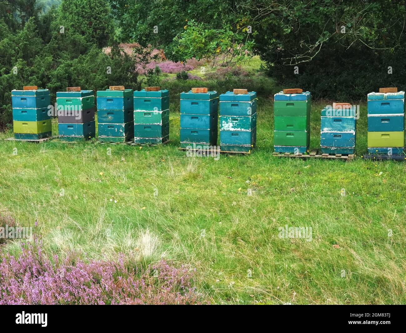Colorful beehives with flying bees on green grass Stock Photo - Alamy