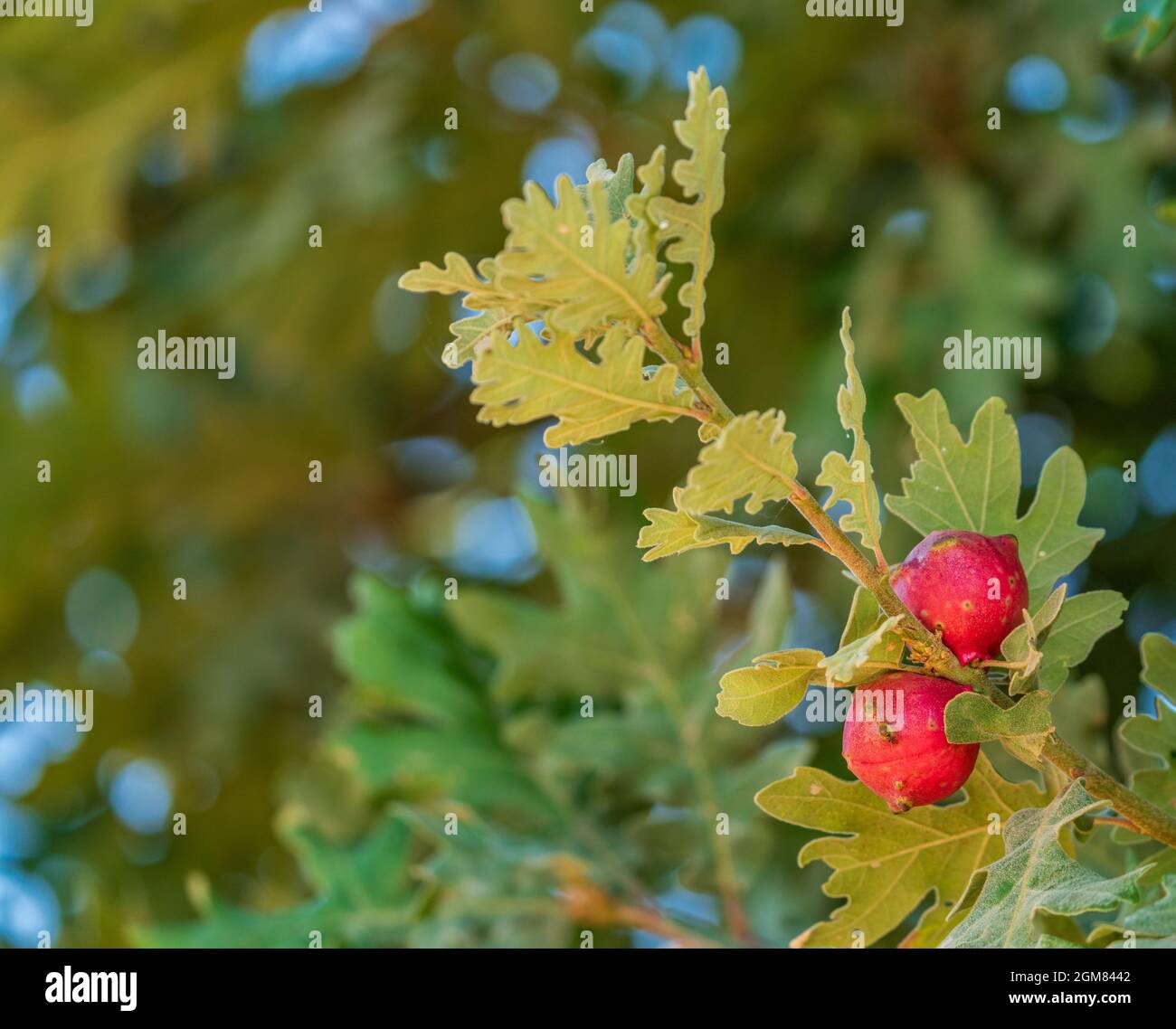Oak apples hi-res stock photography and images - Alamy