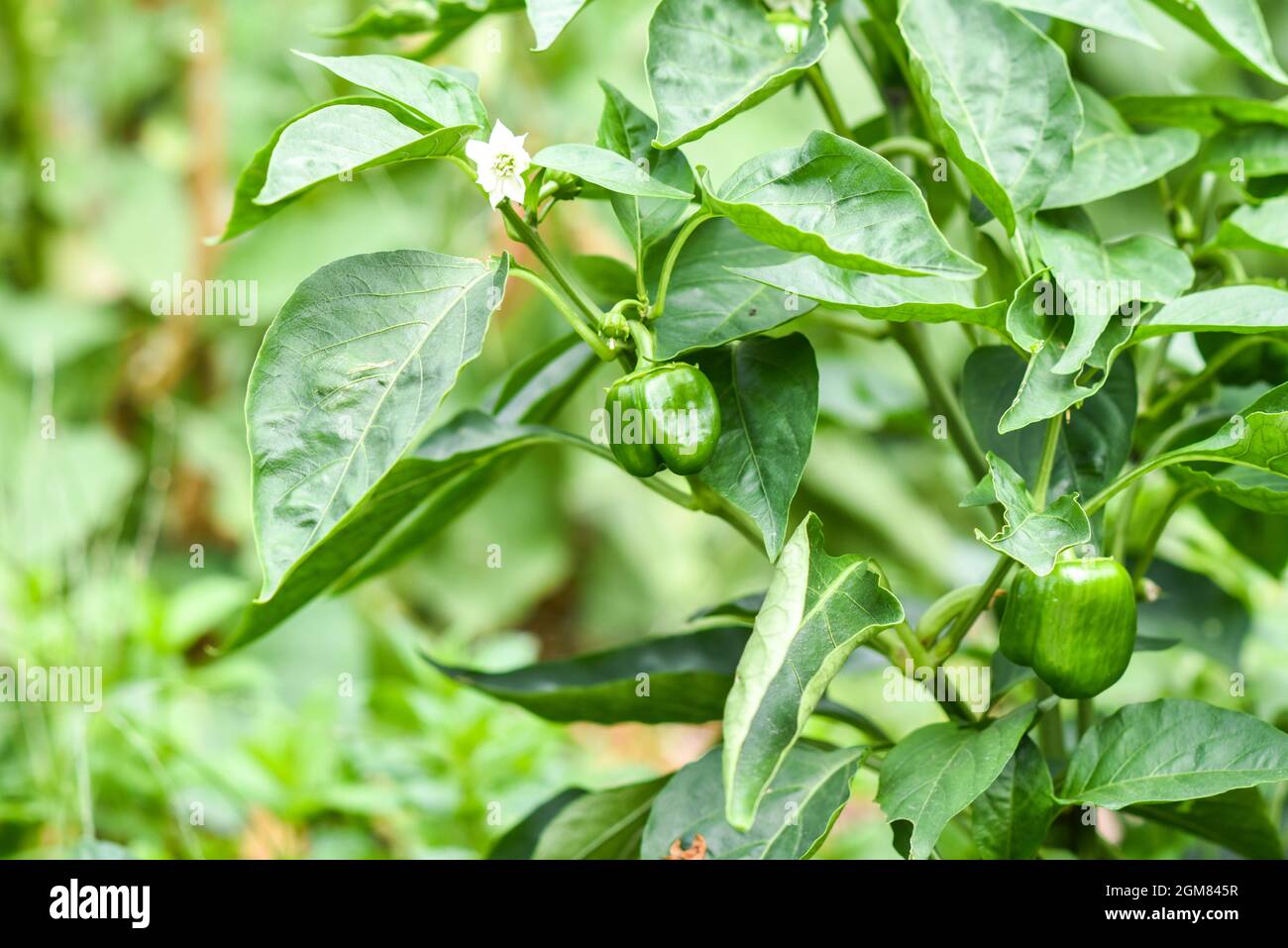 Little green peppers growing in a natural bio garden. Selective focus ...