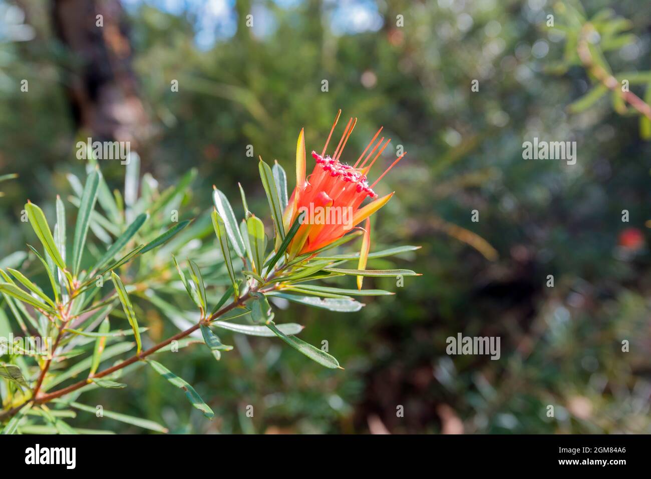 The Mountain Devil (Lambertia formosa) native plant growing in the Blue ...
