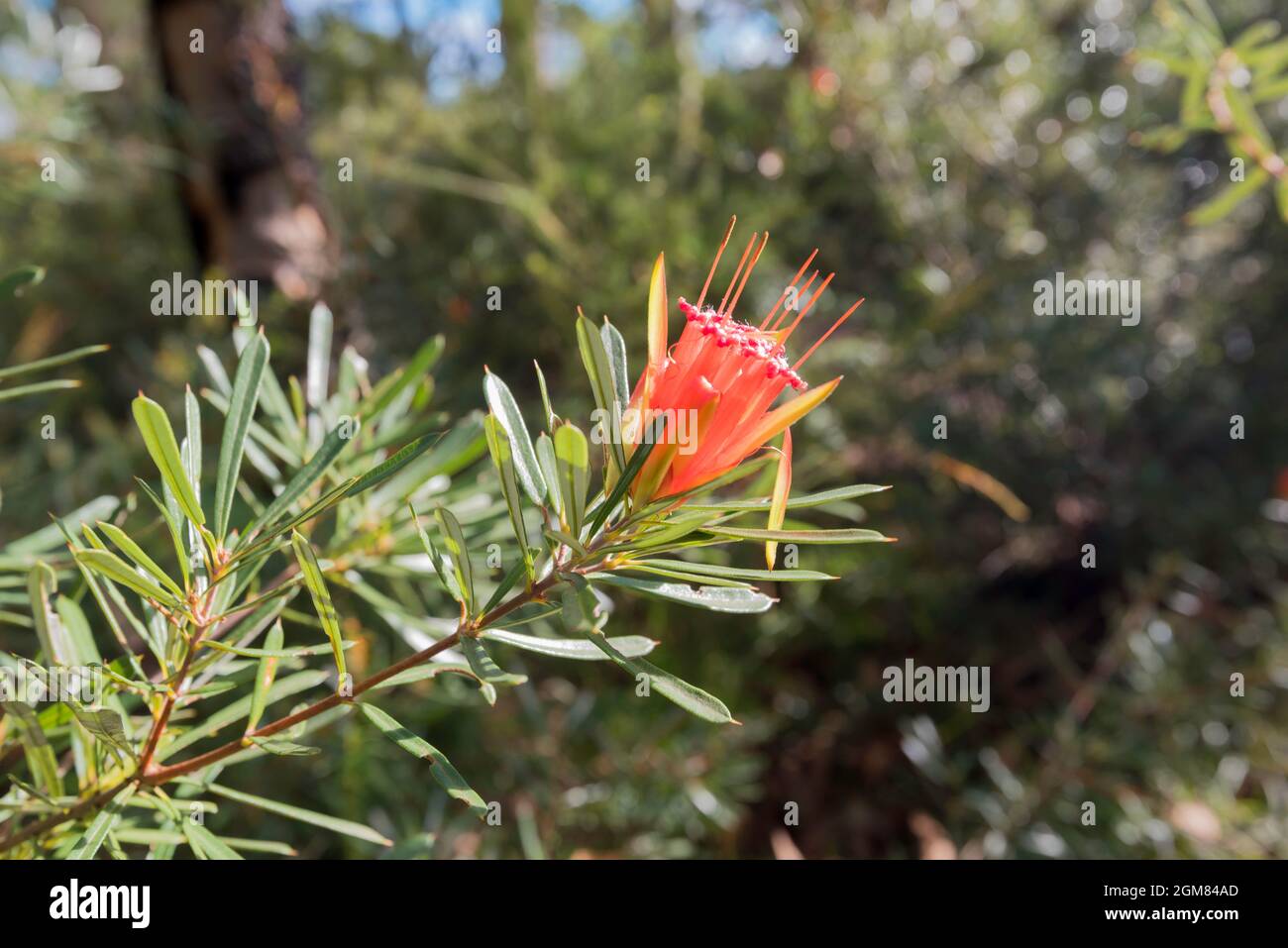 The Mountain Devil (Lambertia formosa) native plant growing in the Blue ...