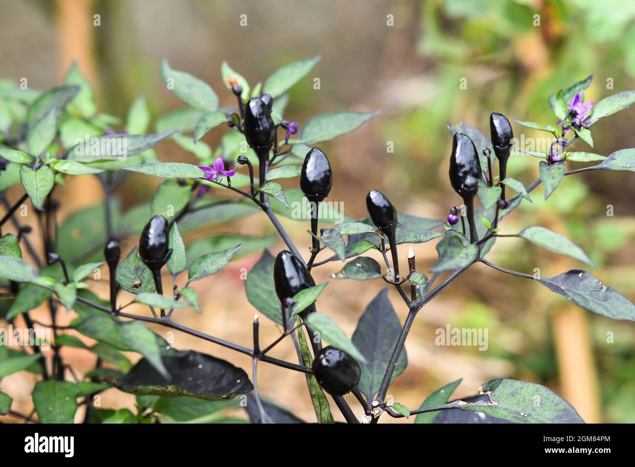 Black chilli pepper blooming summer in garden Stock Photo - Alamy