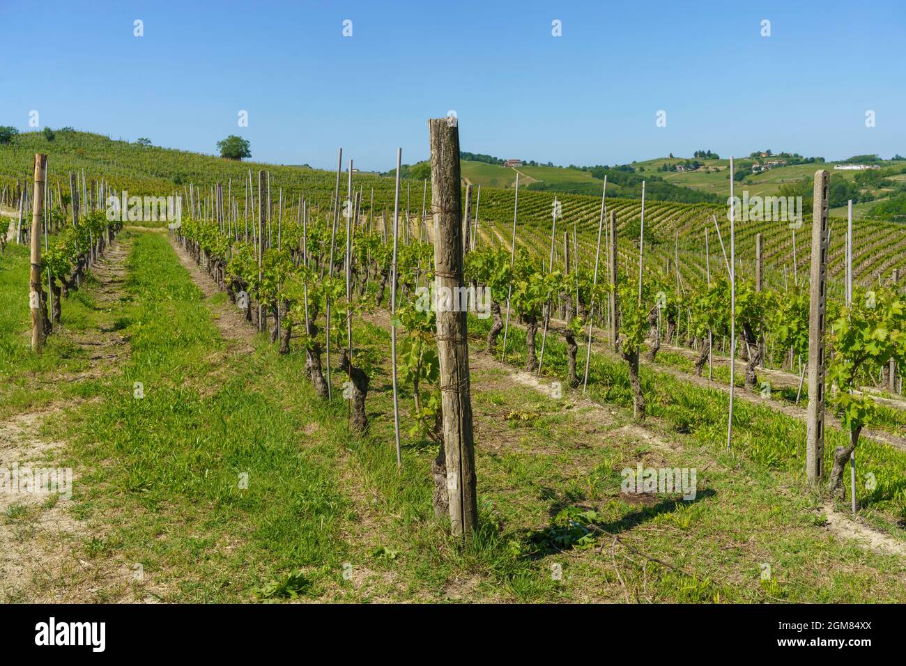 Vineyards of Monferrato near Nizza Monferrato, Asti province, Piedmont ...