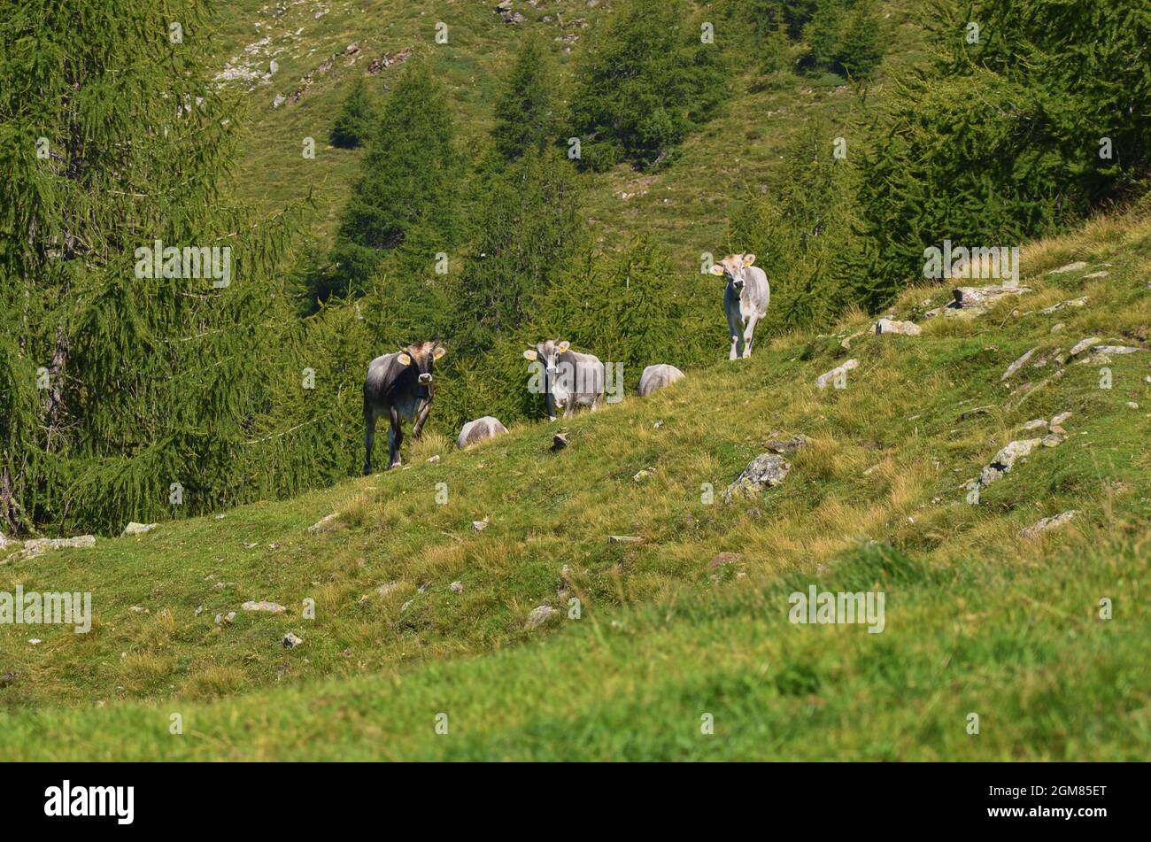 Three cows look curiously in the Slovenian Alps Stock Photo - Alamy
