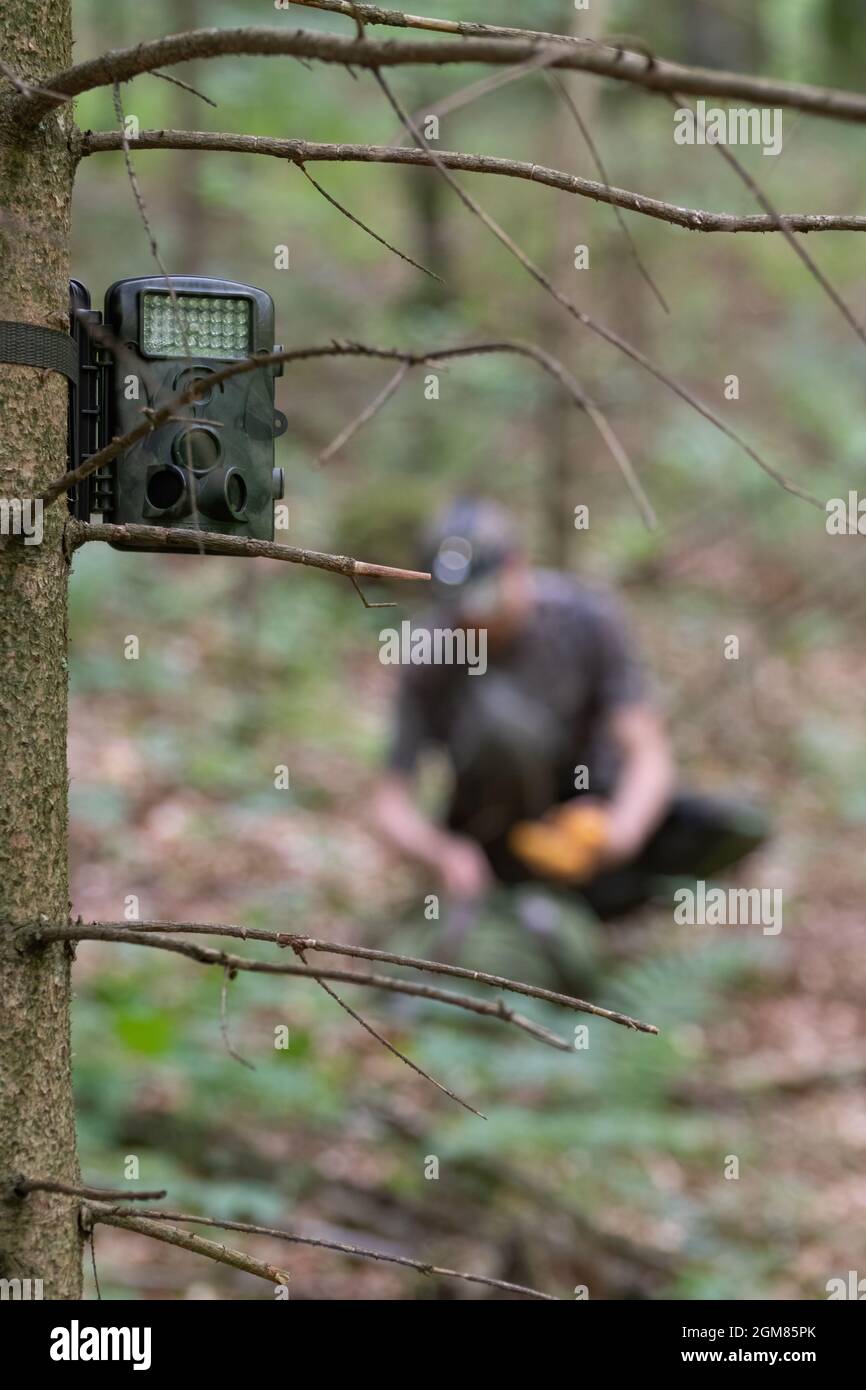 Camouflaged trail camera on spruce tree capturing wildlife. Hunter in ...