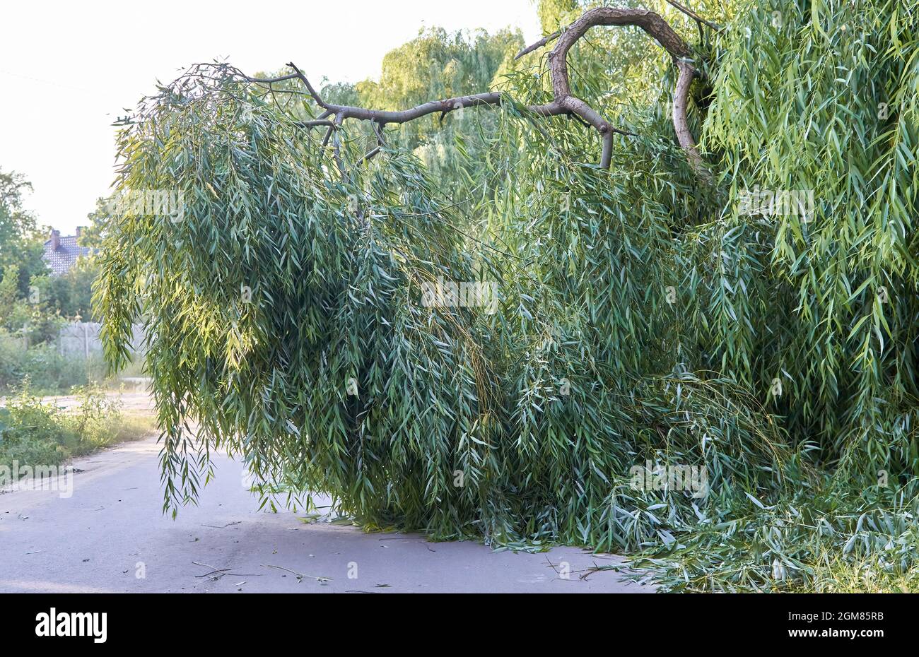 Broken Tree Branch blocks a road street. Storm damaged willow tree ... Broken Tree Branch blocks a road street. Storm damaged willow tree ...