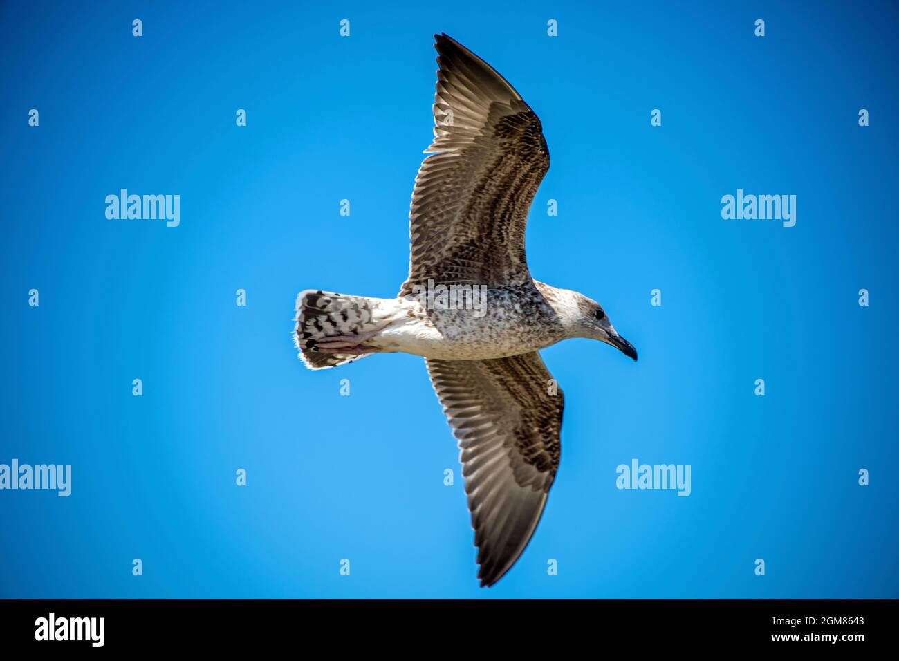 Gull flying in the blue sky as a symbol for freedom Stock Photo - Alamy