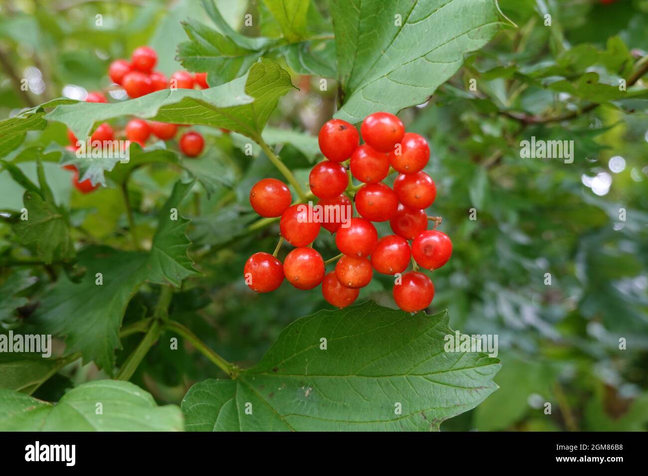 Red berries of Viburnum Opulus, Guelder-rose, Sussex, England Stock ...