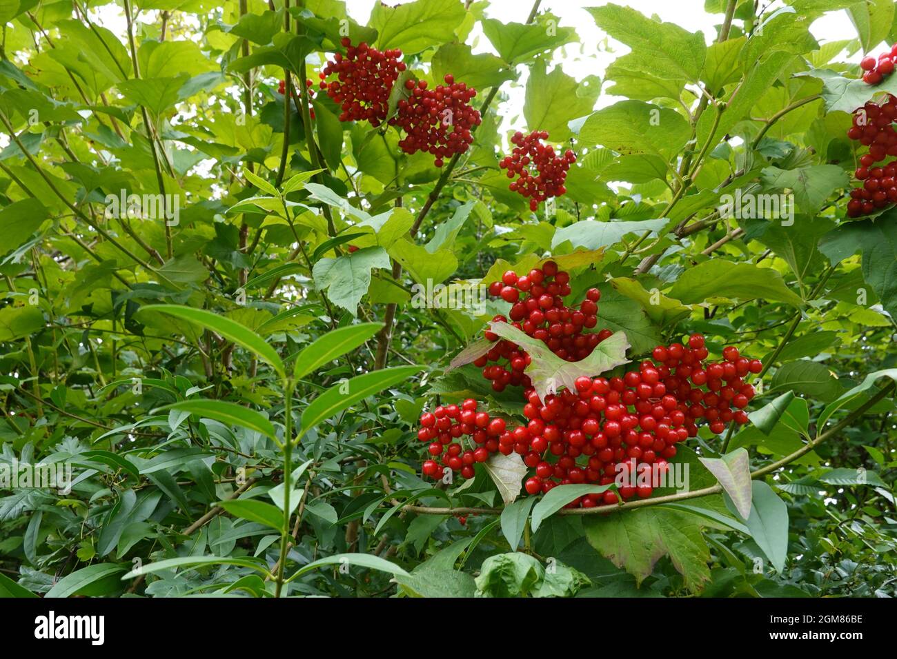 Red berries of Viburnum Opulus, Guelder-rose, Sussex, England Stock ...