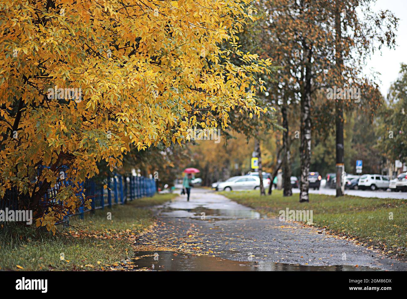Autumn rain in the park during the day Stock Photo - Alamy